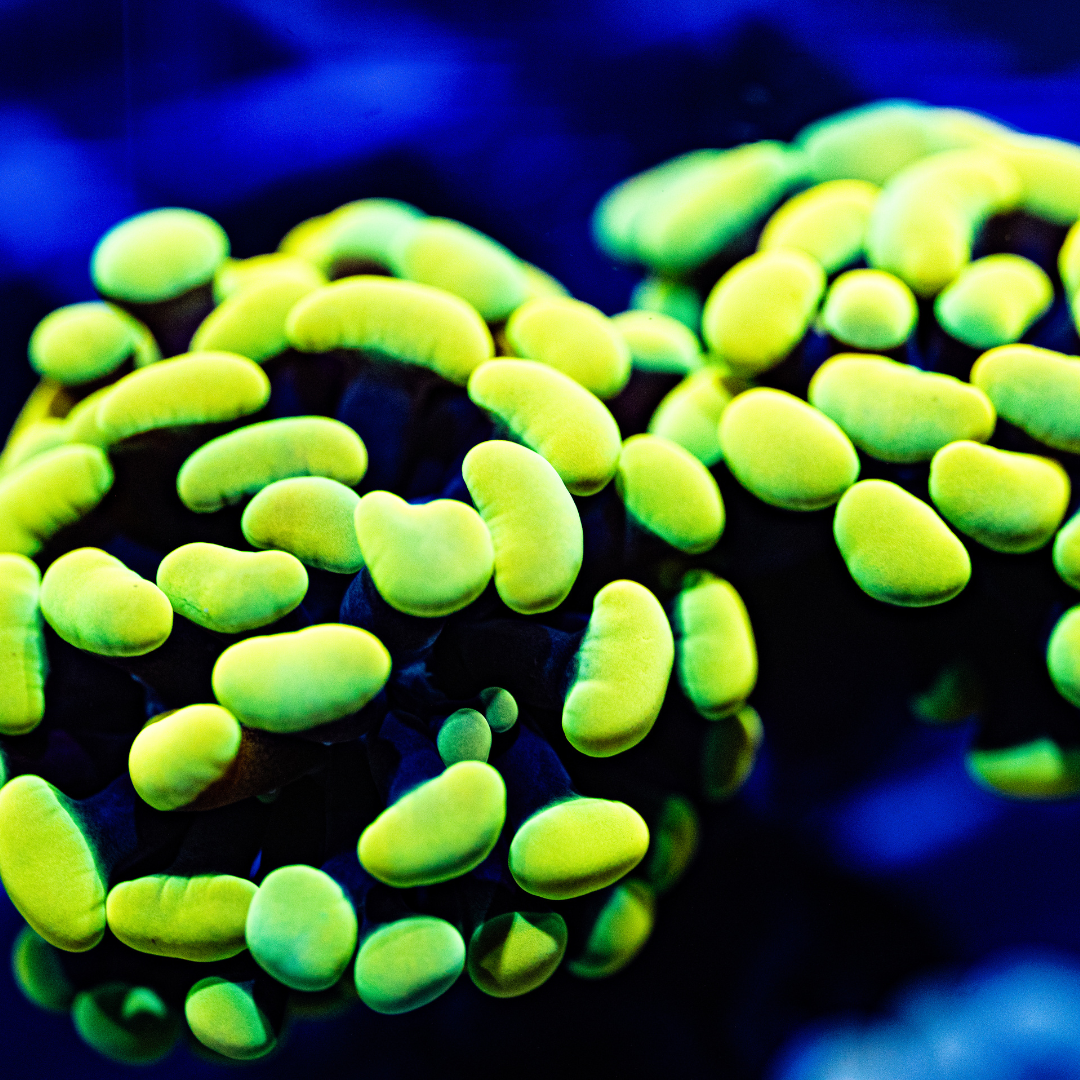 Canary Hammer Coral | Branching Euphyllia for Sale – The Coral Cartel