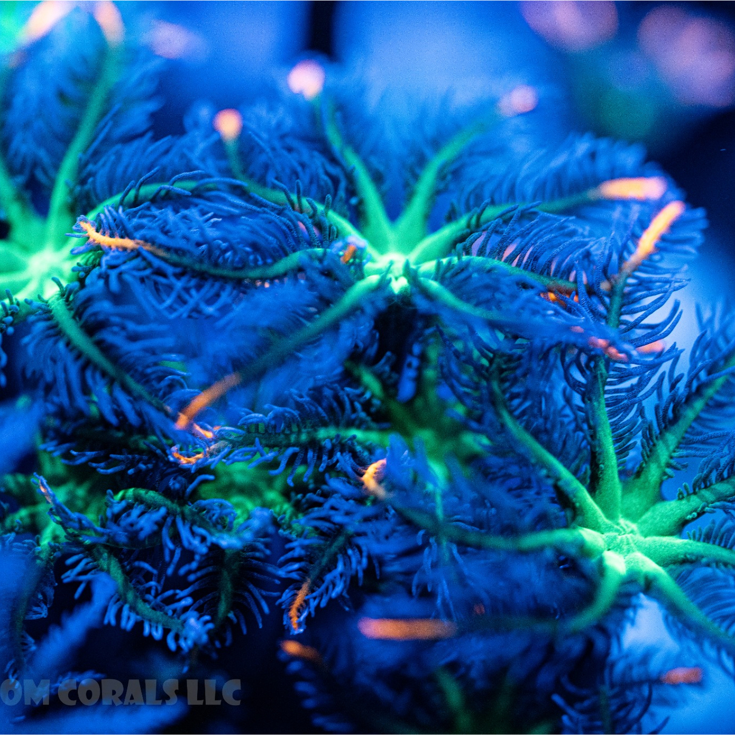 Firework Clove Polyp | Vibrant Soft Coral for Sale – The Coral Cartel