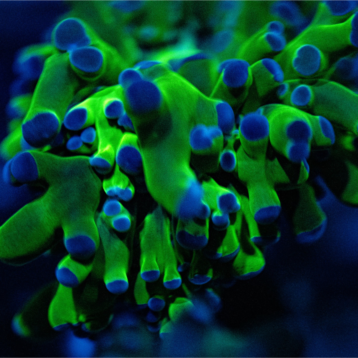 Frogspawn Blue Tip Coral | Euphyllia for Sale – The Coral Cartel